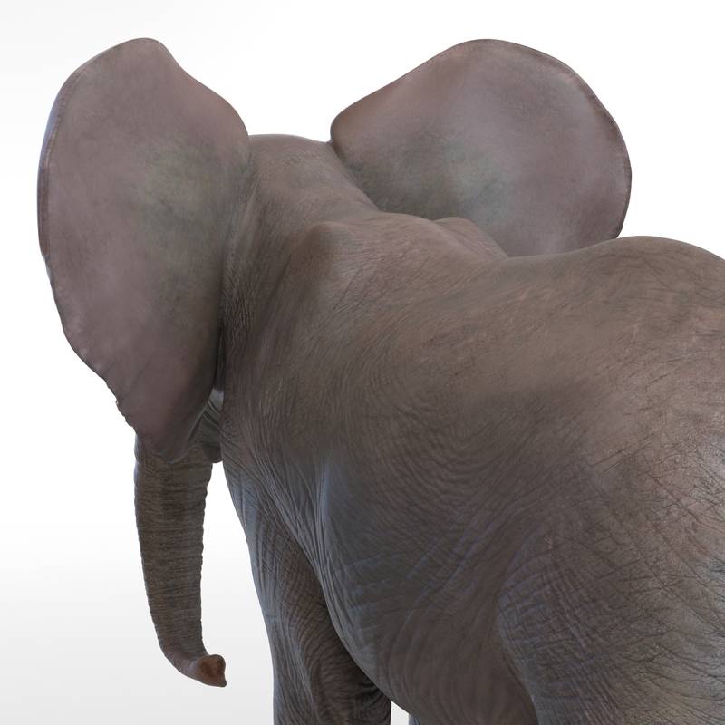 baby elephant 3d model