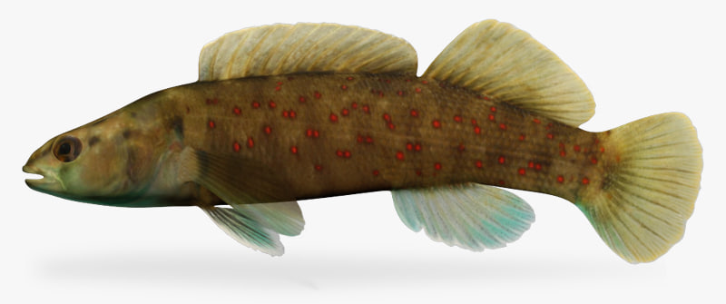etheostoma maculatum spotted darter 3d model