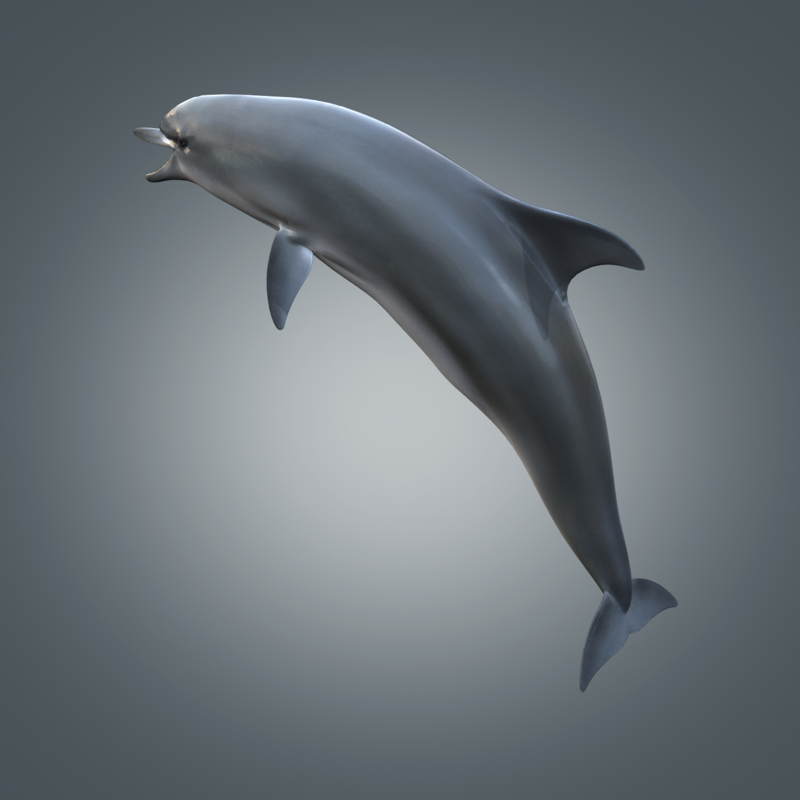 realistic dolphin rig 3d model