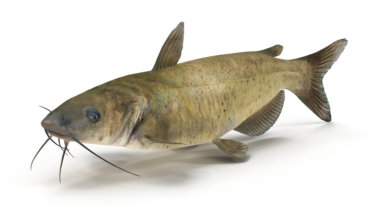 channel catfish 3d obj