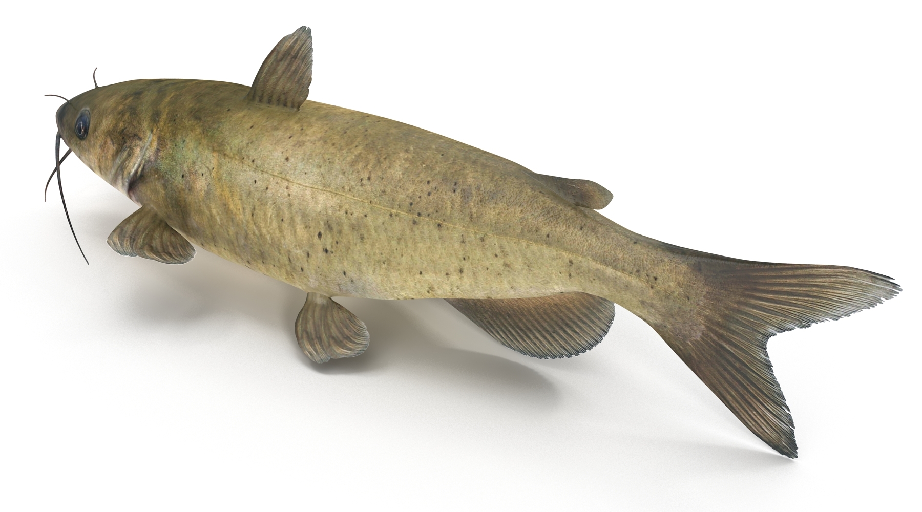 channel catfish 3d obj