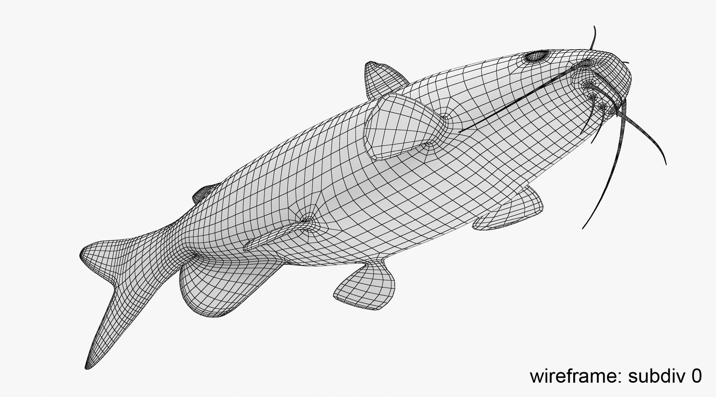 channel catfish 3d obj