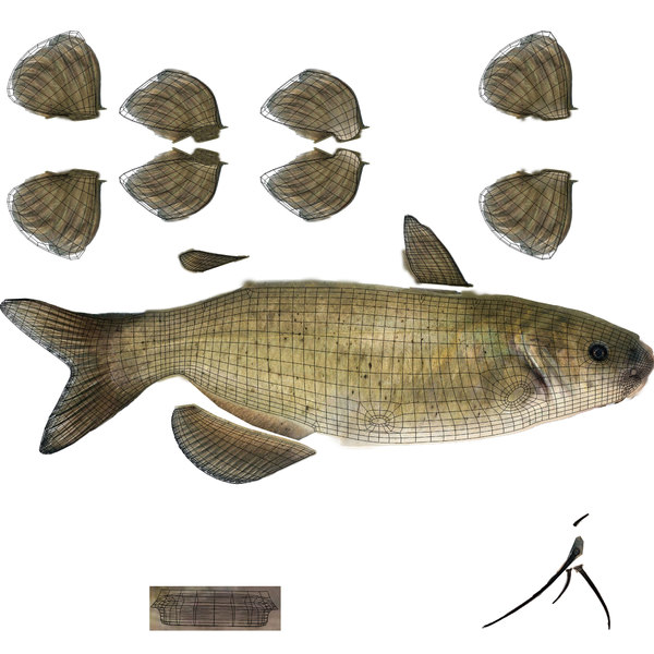 channel catfish 3d obj