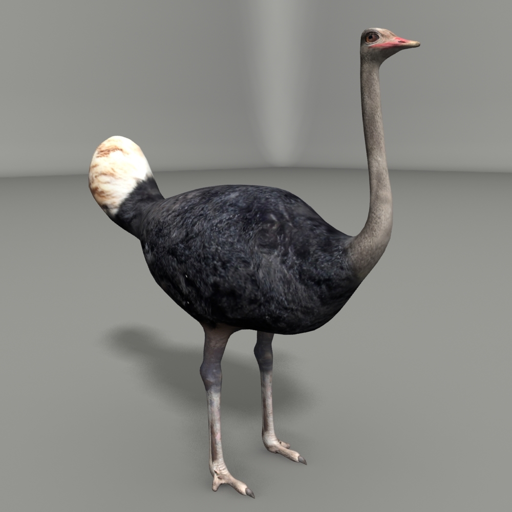 3d ostrich