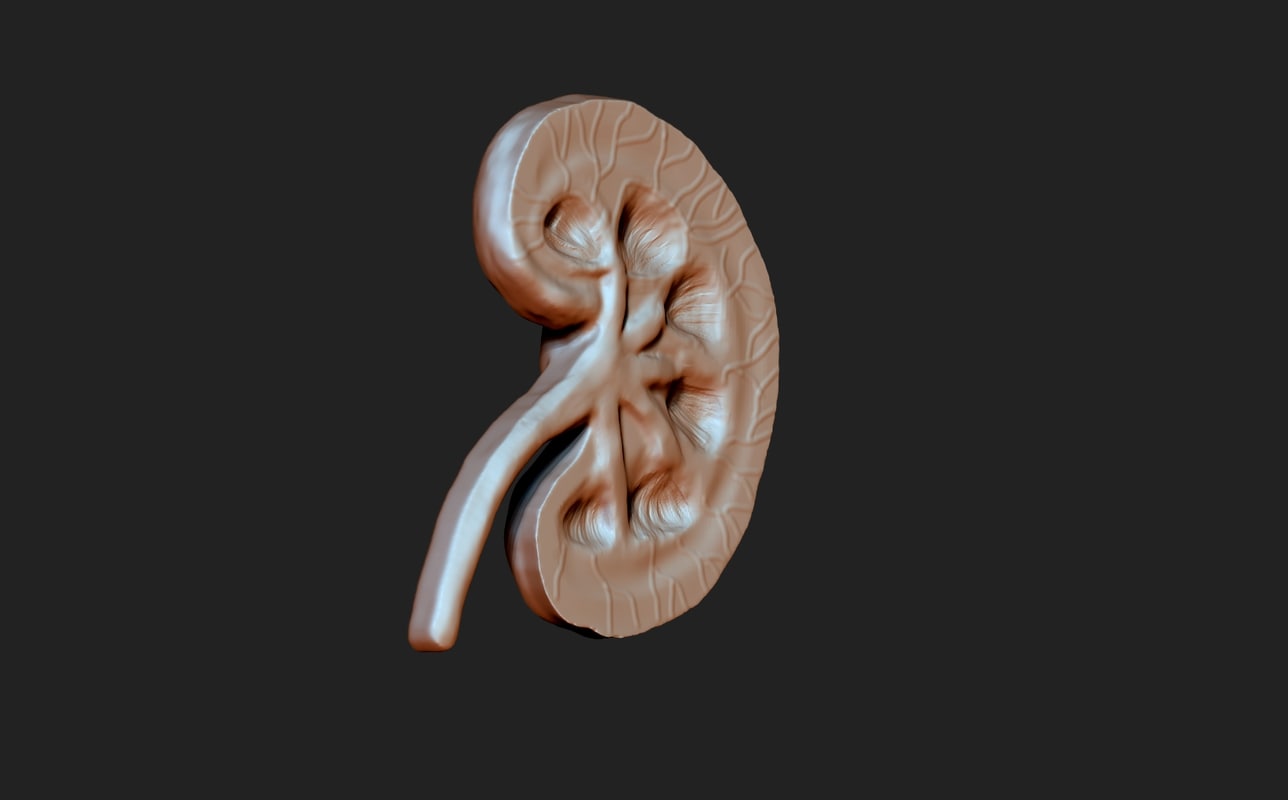3d kidney model