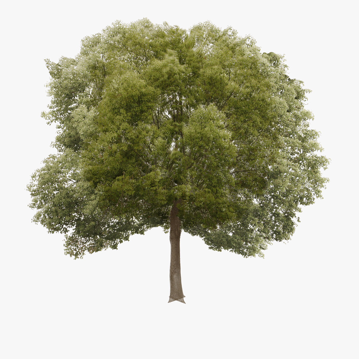3d tree hackberry model
