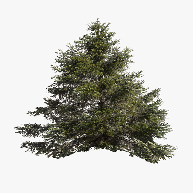 3d model of pine tree