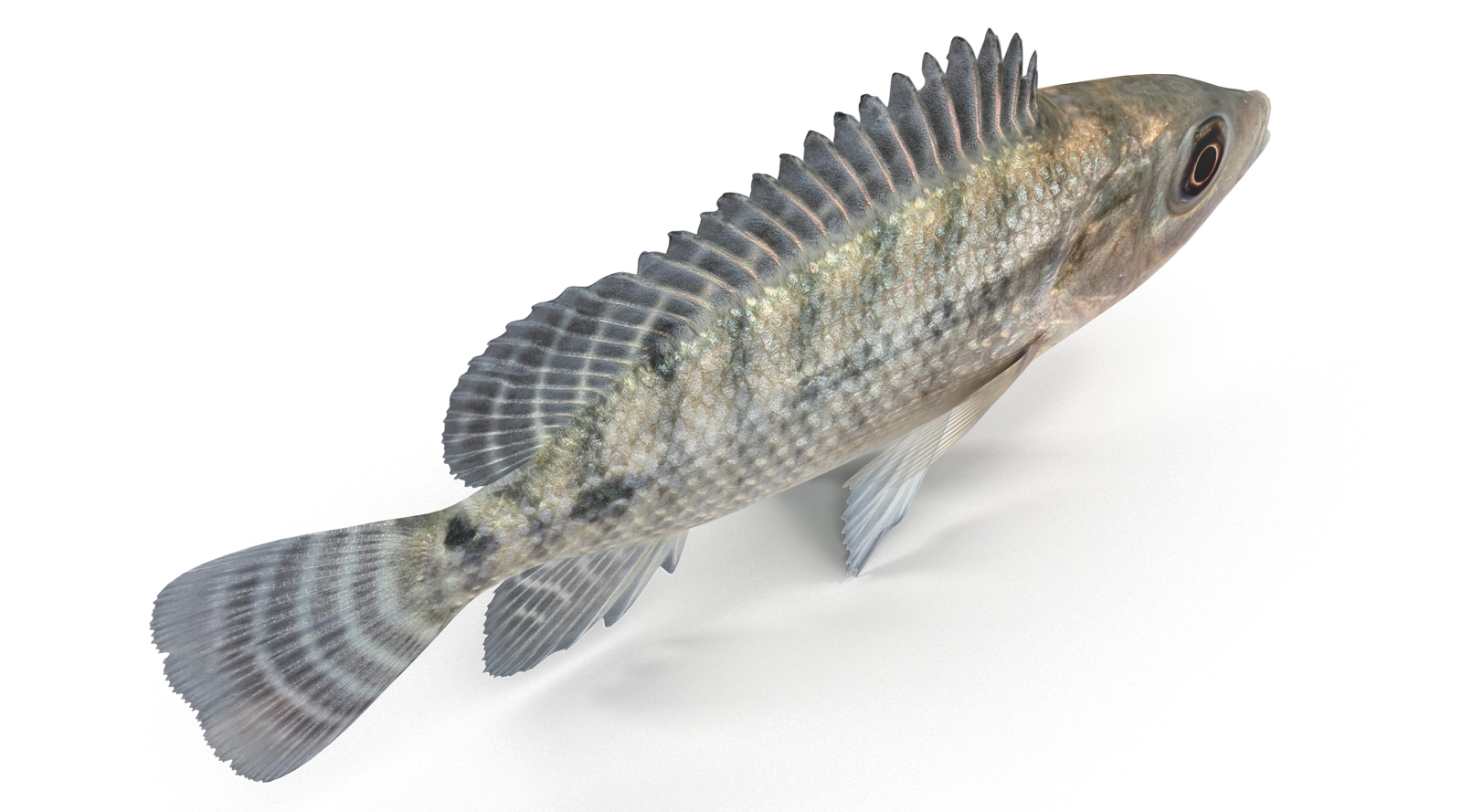 3d model tilapia cichlid fish
