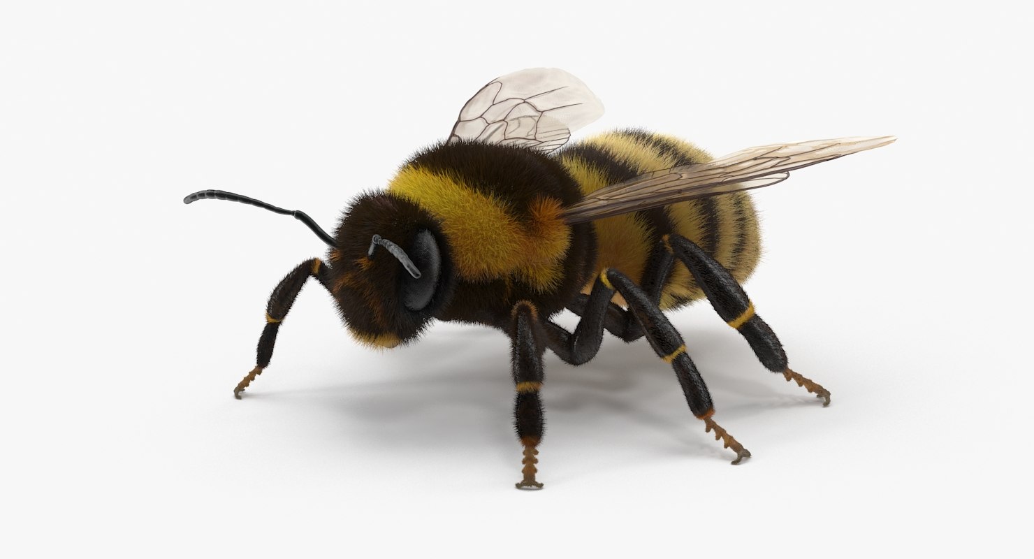 bumblebee bumble bee 3d model