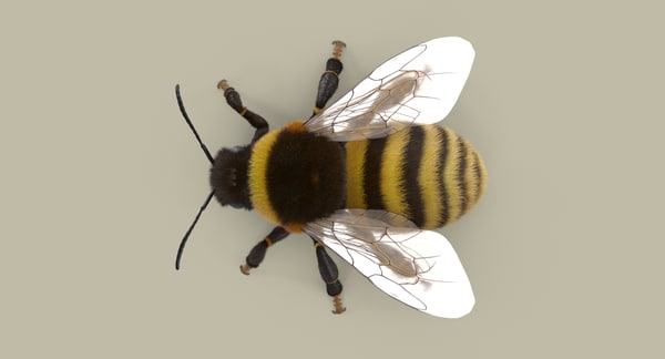 bumblebee bumble bee 3d model