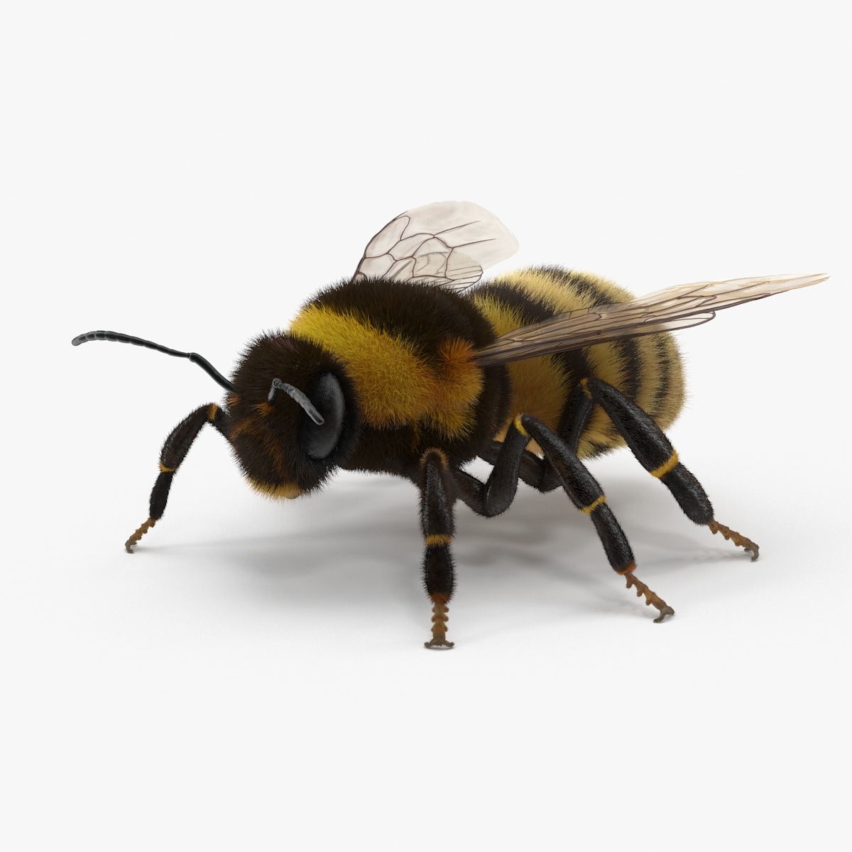 Des Modèles de 3D Abeilles à Télécharger | TurboSquid