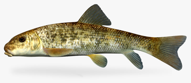 catostomus commersonii white sucker x