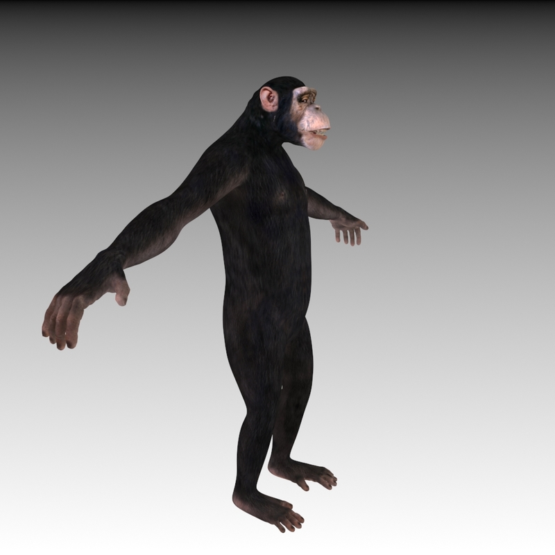 3d chimpanzee facial morph model