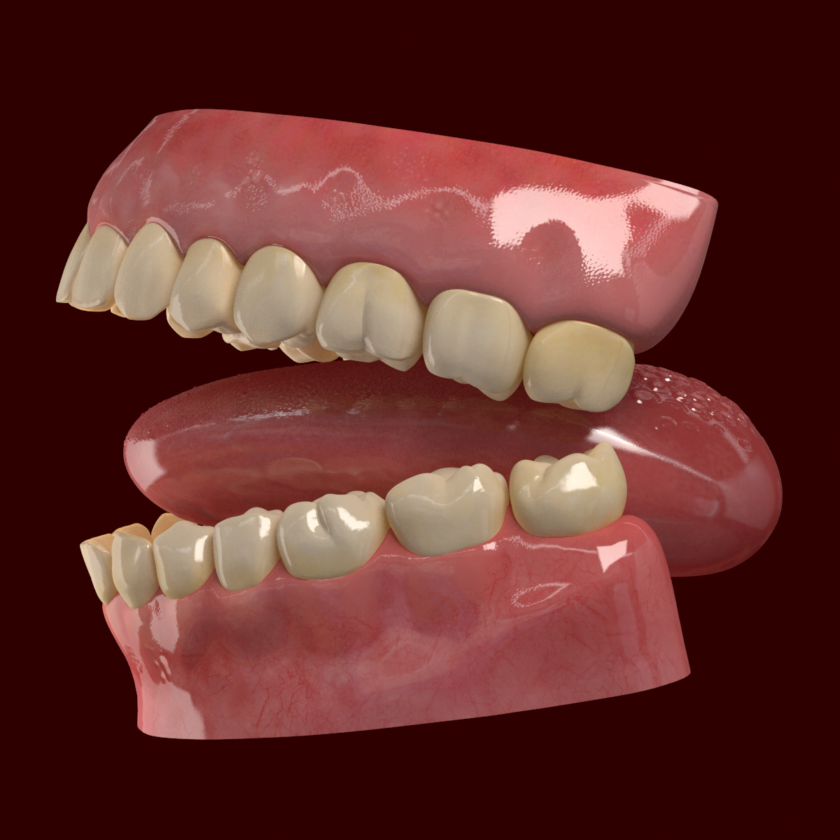 max realistic teeth gums tongue