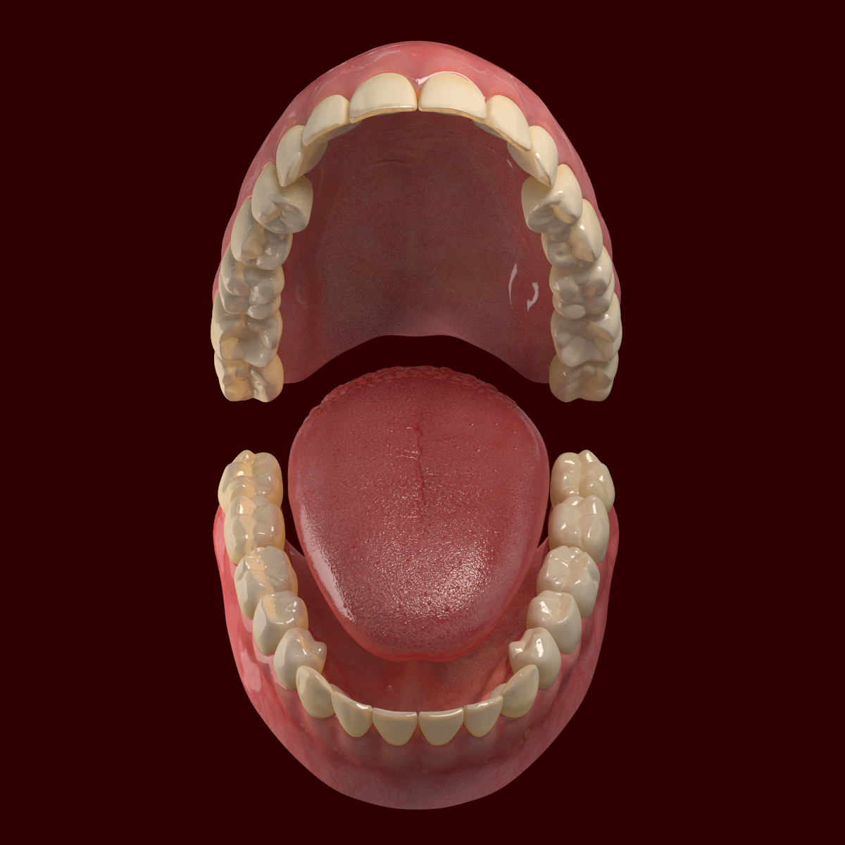 max realistic teeth gums tongue