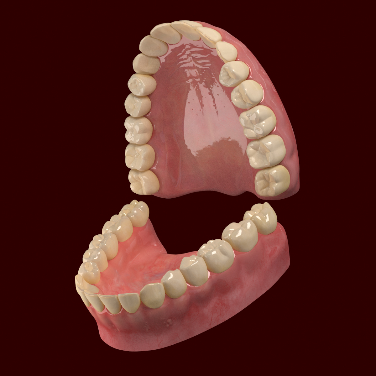 max realistic teeth gums tongue