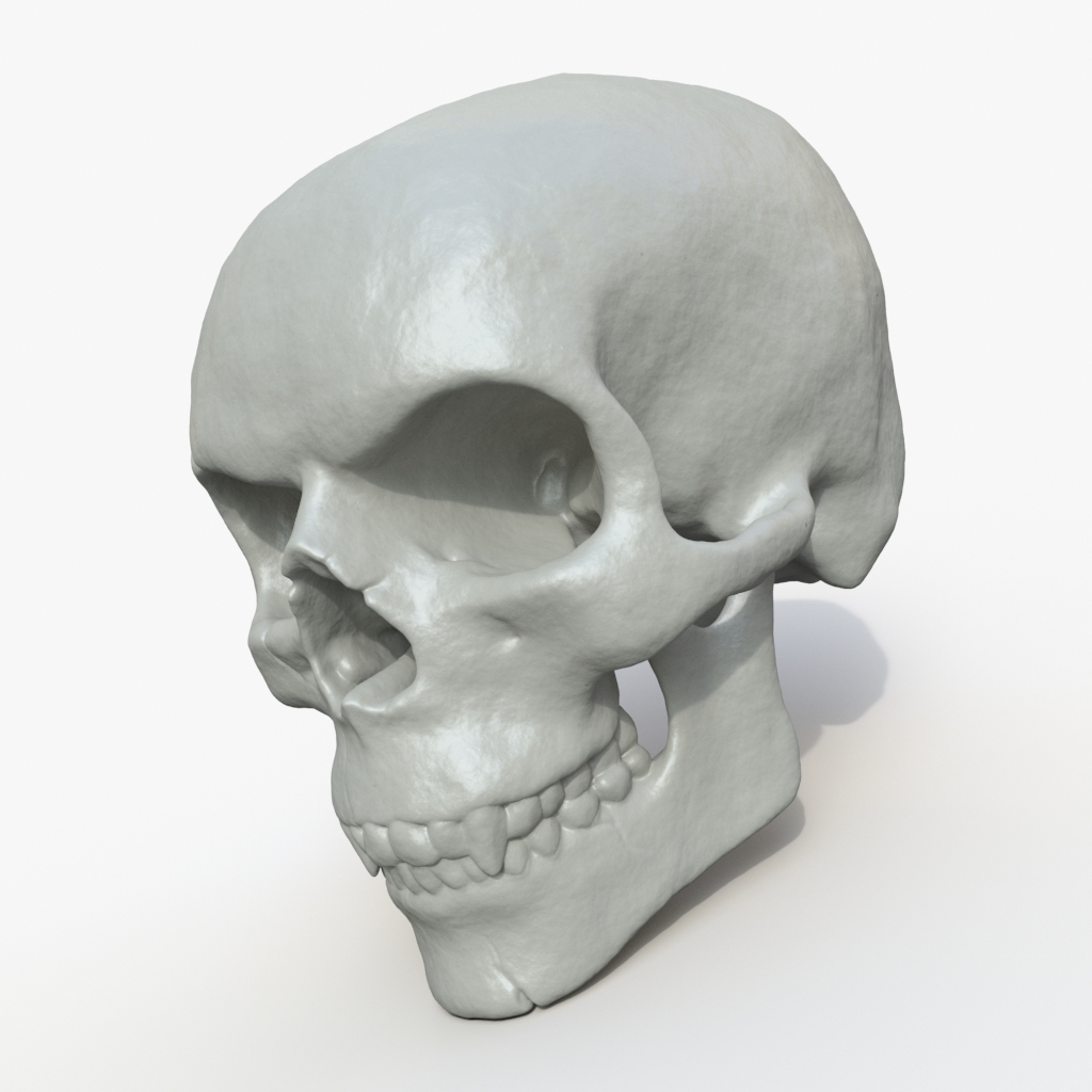 fossilized human skull printing 3d model