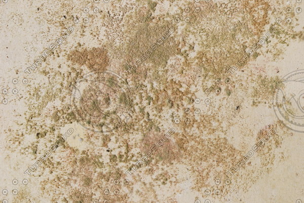 Texture JPEG fungi texture fungal