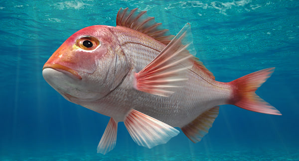 snapper fish animation 3d model