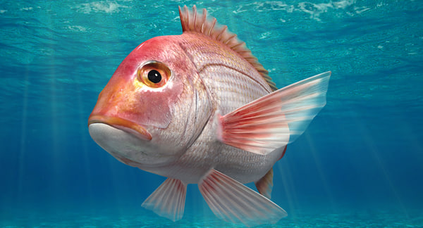 snapper fish animation 3d model
