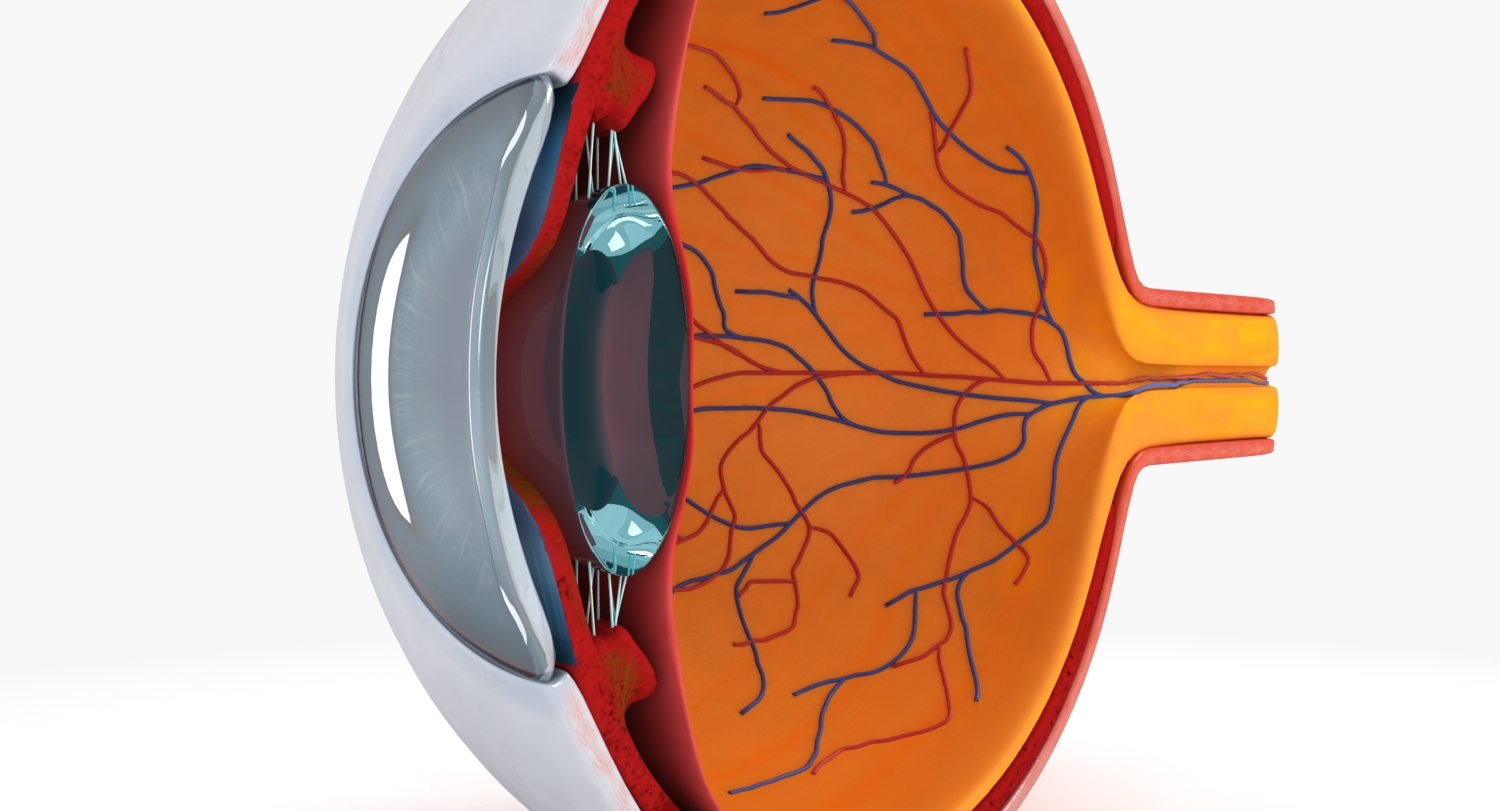 3d eye anatomy model