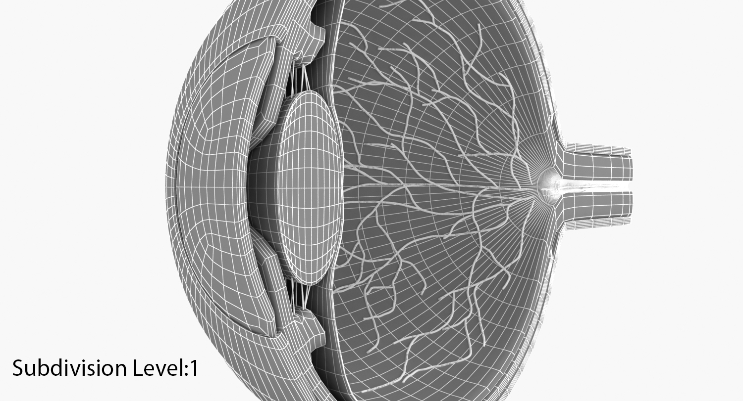 3d eye anatomy model