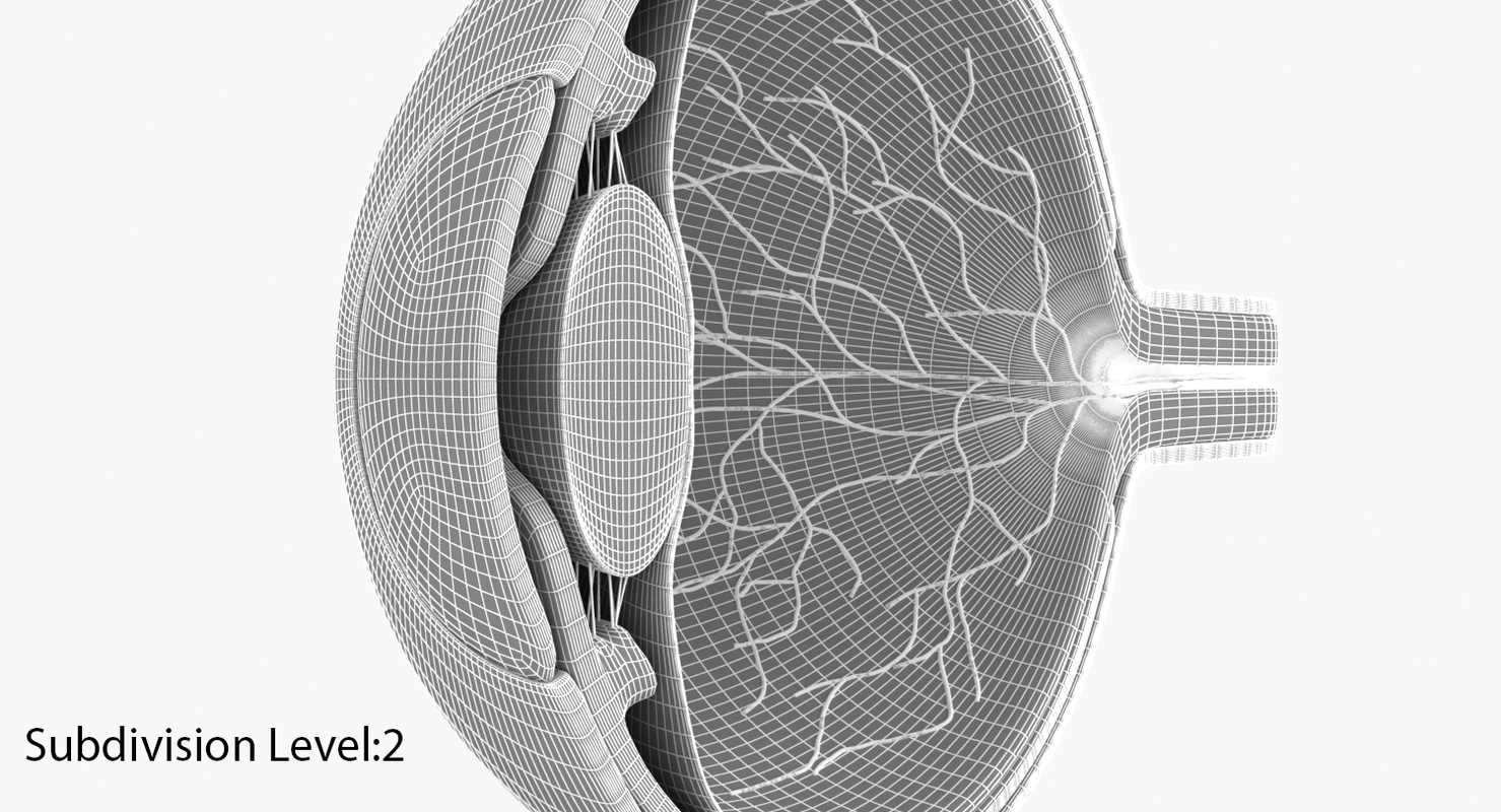 3d eye anatomy model