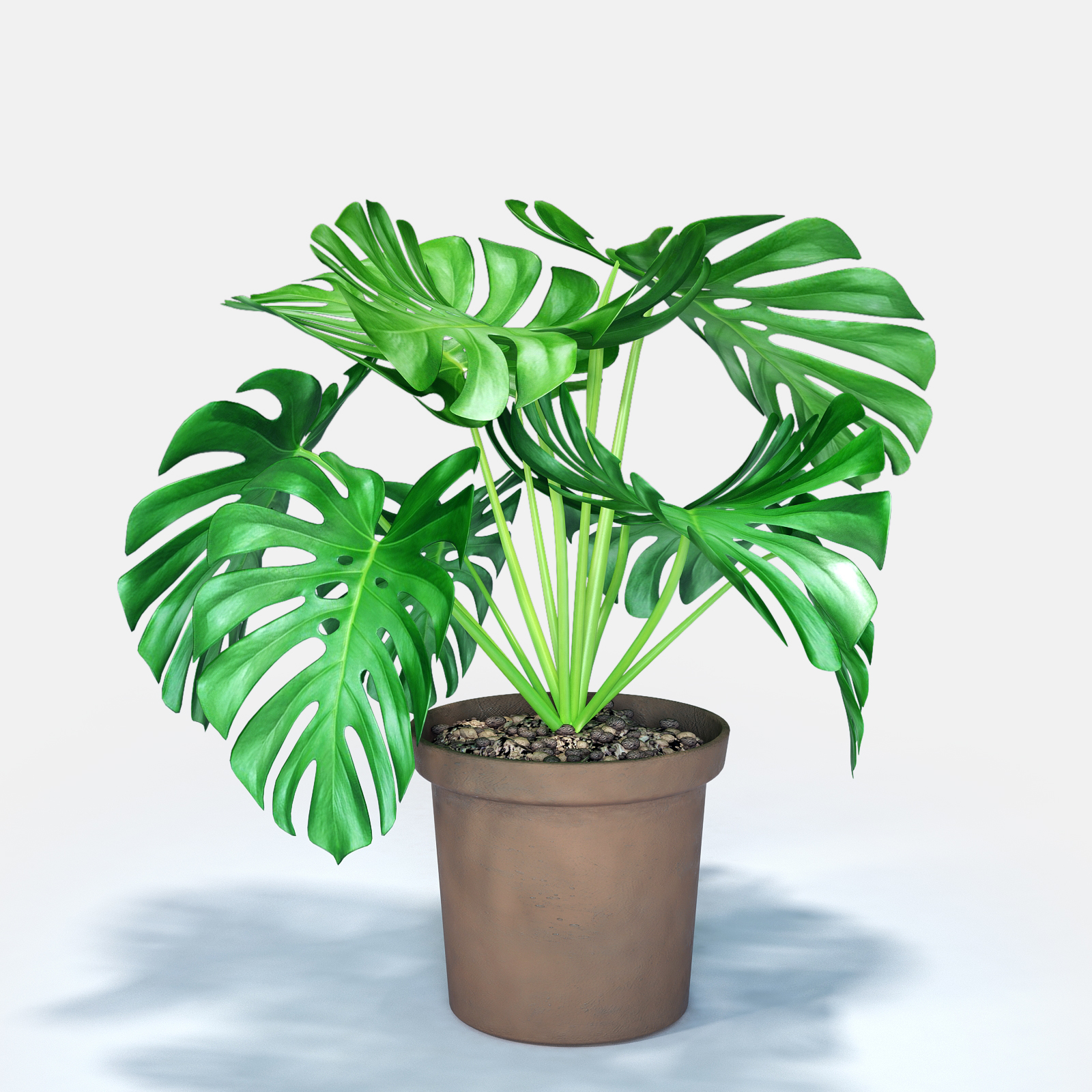 3d model monstera cheese plant