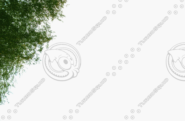 Texture Photoshop Branch 2D Tree
