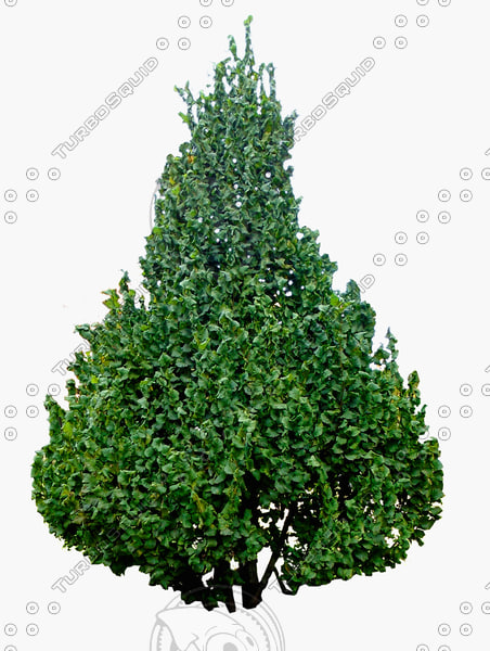Texture PNG Tree 2D Baum