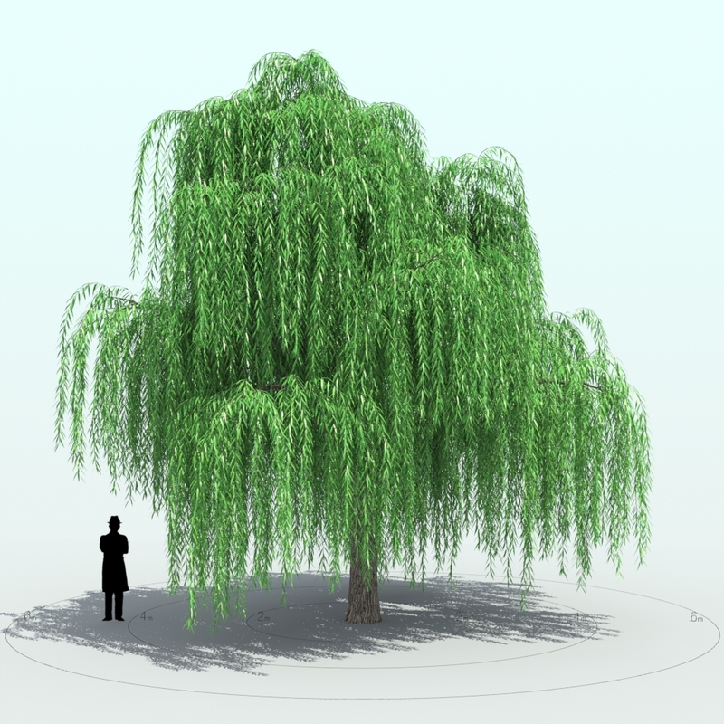 3d model willow tree