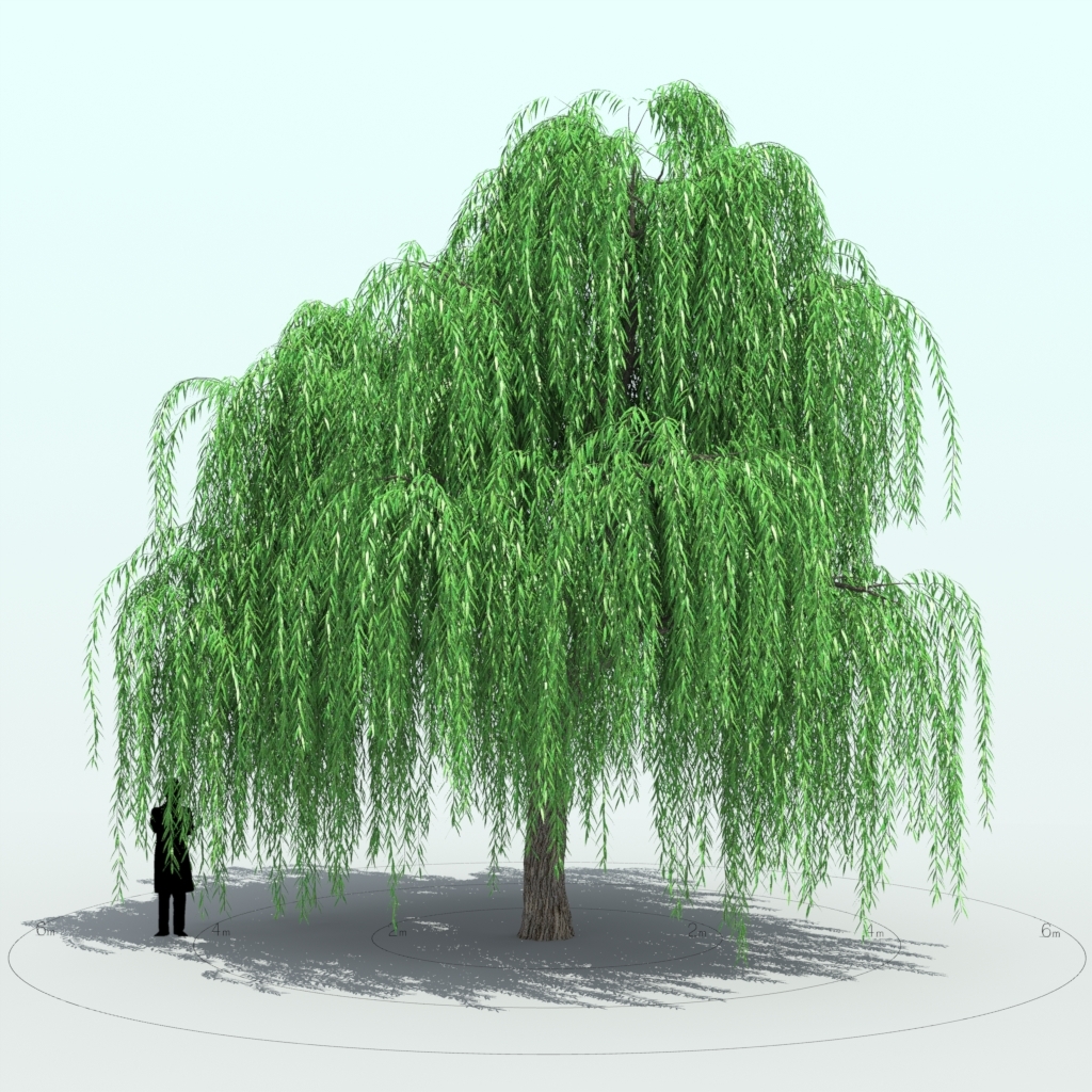 3d model willow tree