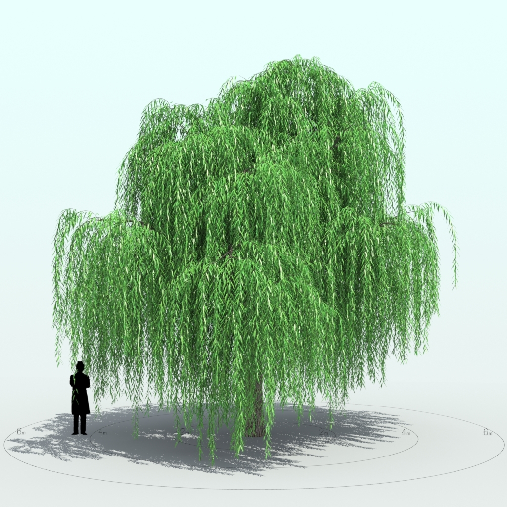 3d model willow tree