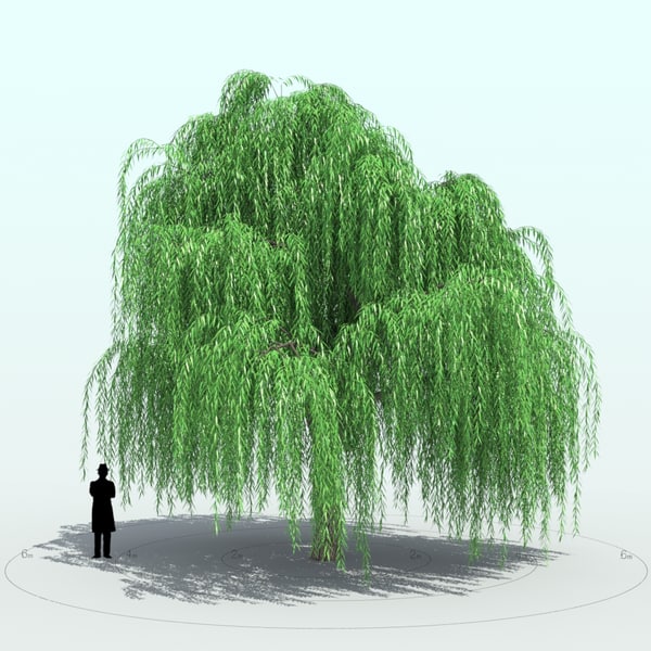 3d model willow tree