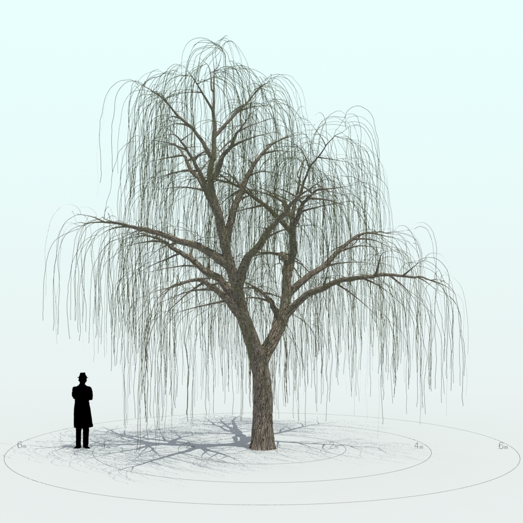 3d model willow tree