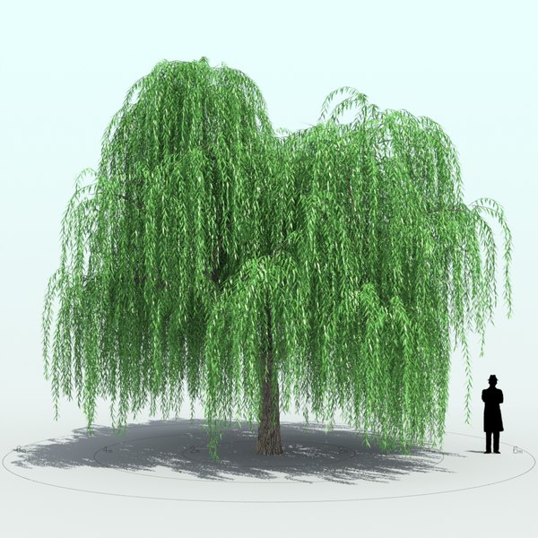 Willow Tree 3D Models for Download | TurboSquid