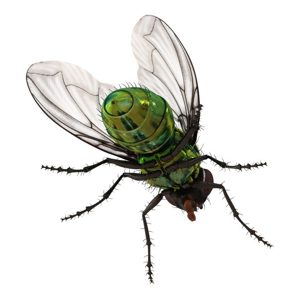 green bottle fly rigged 3d model