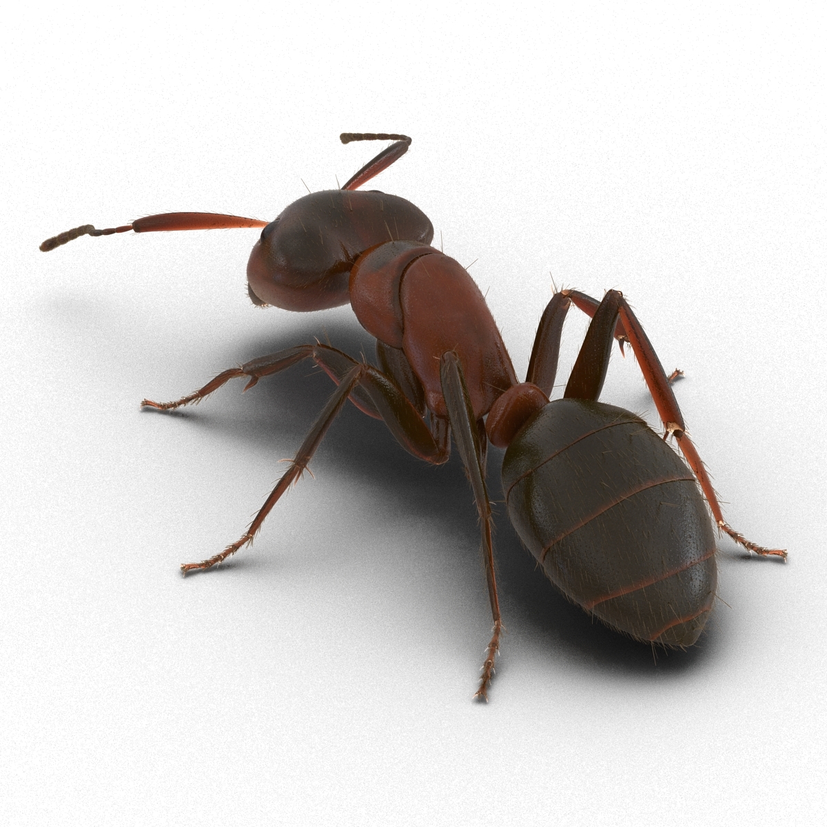 red ant fur pose 3d model