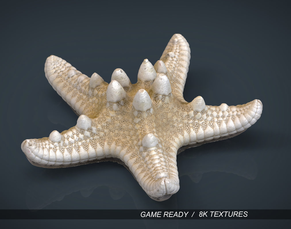 starfish 3d model