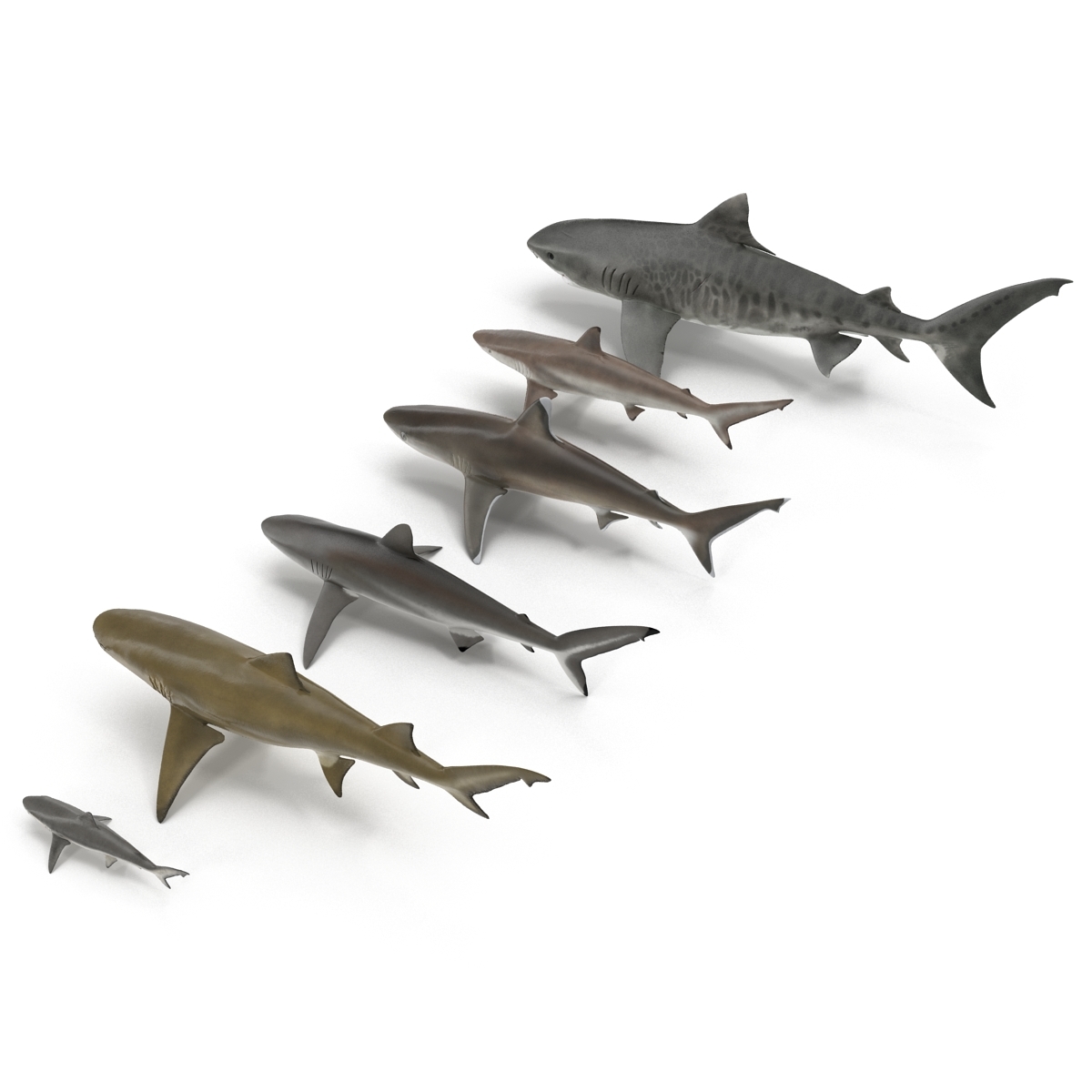 3d model of sharks 2
