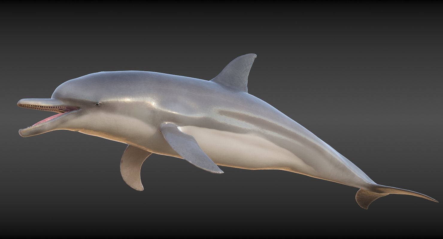3d rigged bottlenose dolphin