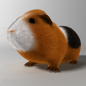Guinea Pig 3D Models for Download | TurboSquid