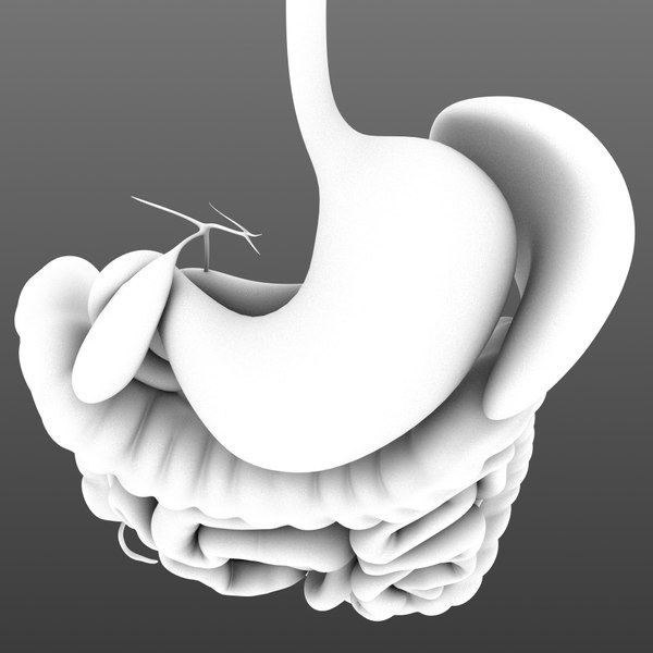 human digestive animation 3d model