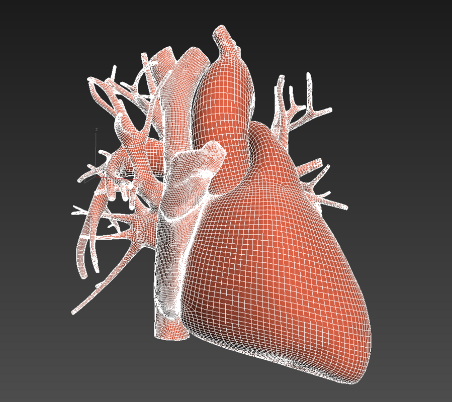 human heart animation 3d model