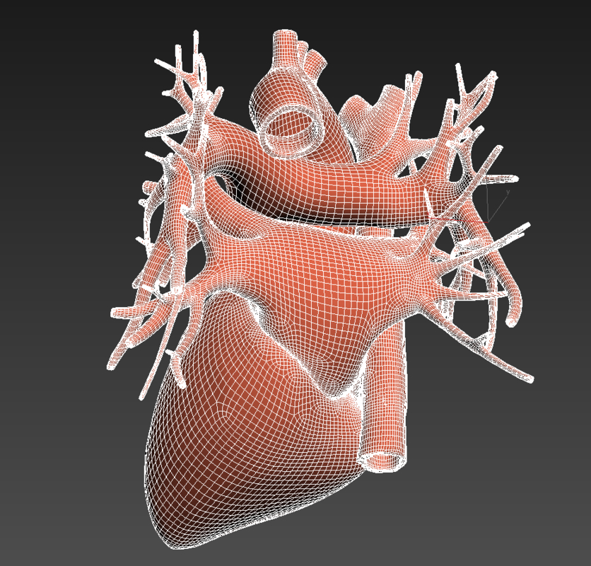 human heart animation 3d model