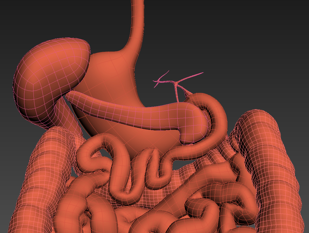 human digestive animation 3d model