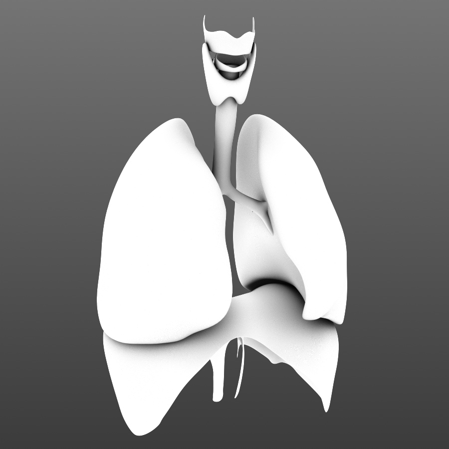3d realistic human lungs animation
