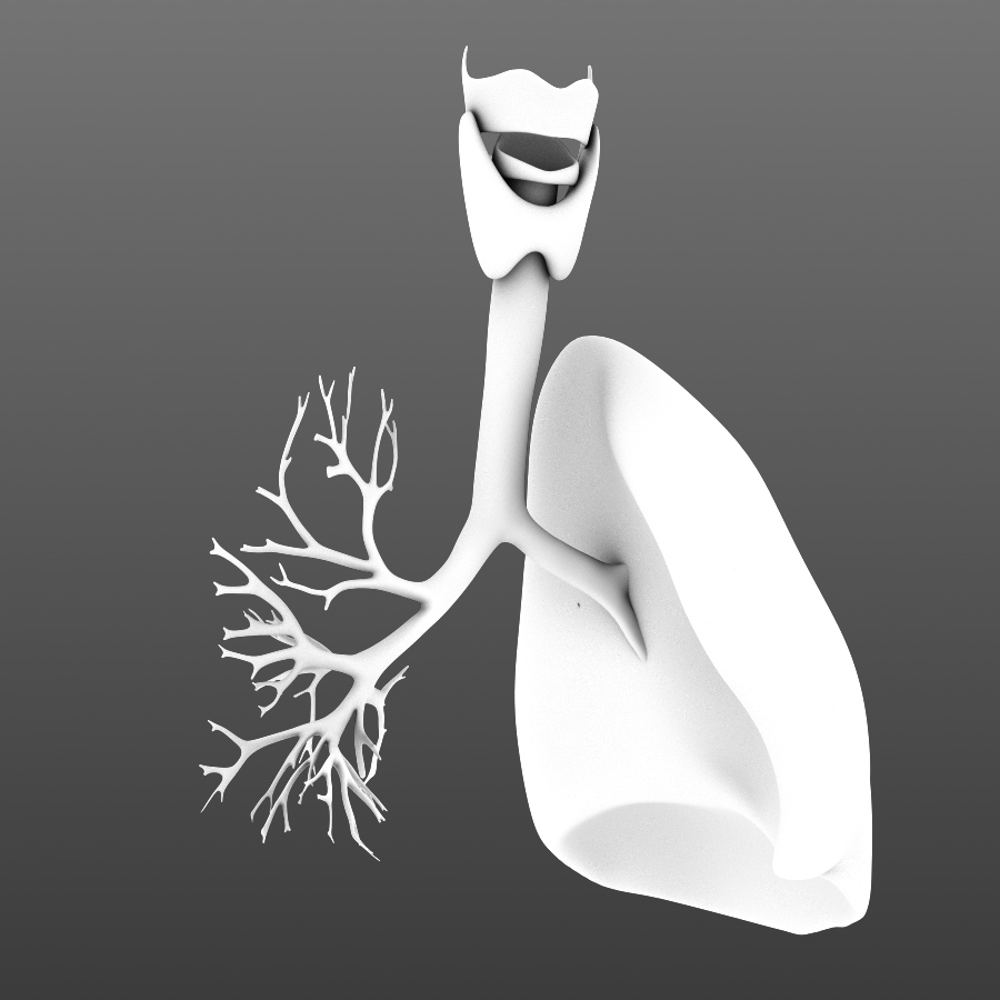 3d realistic human lungs animation