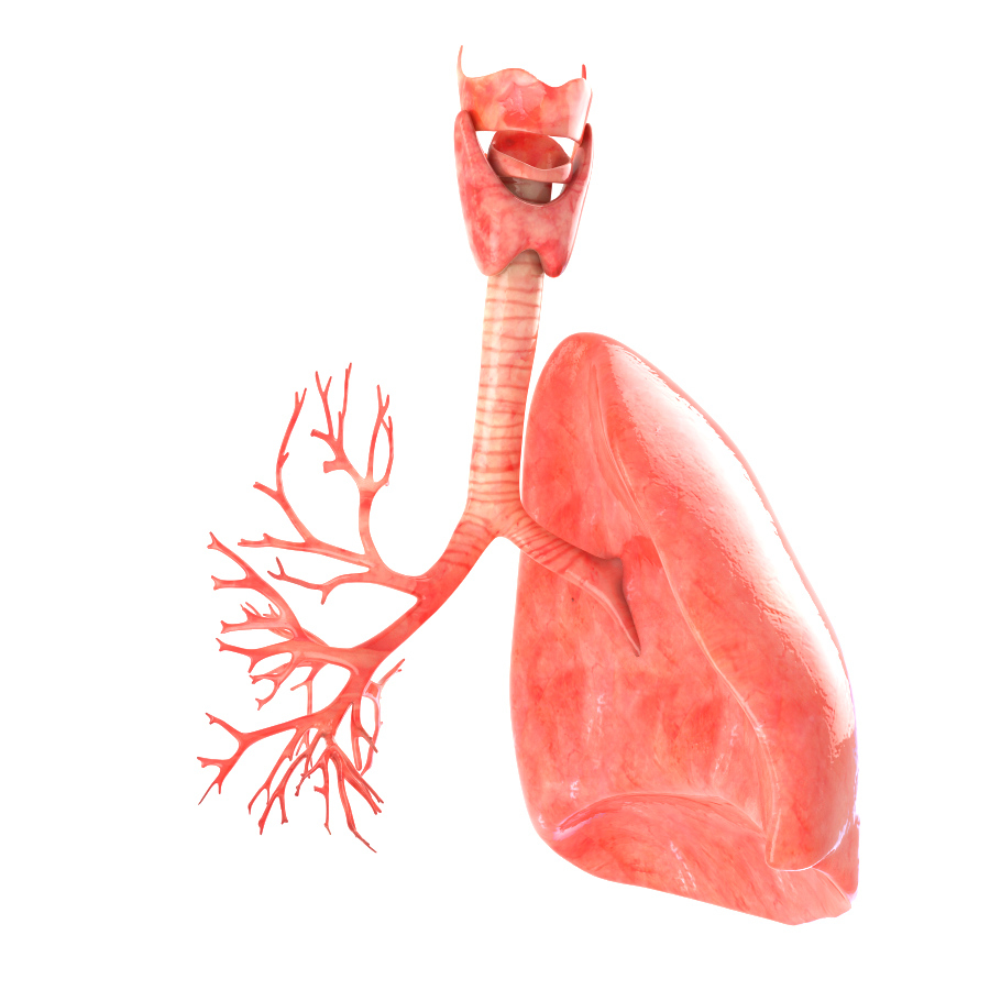 3d realistic human lungs animation