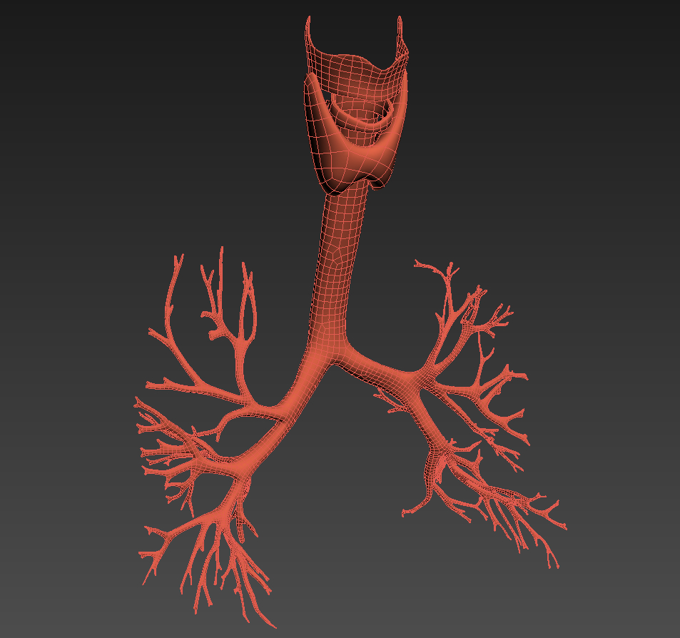 3d realistic human lungs animation